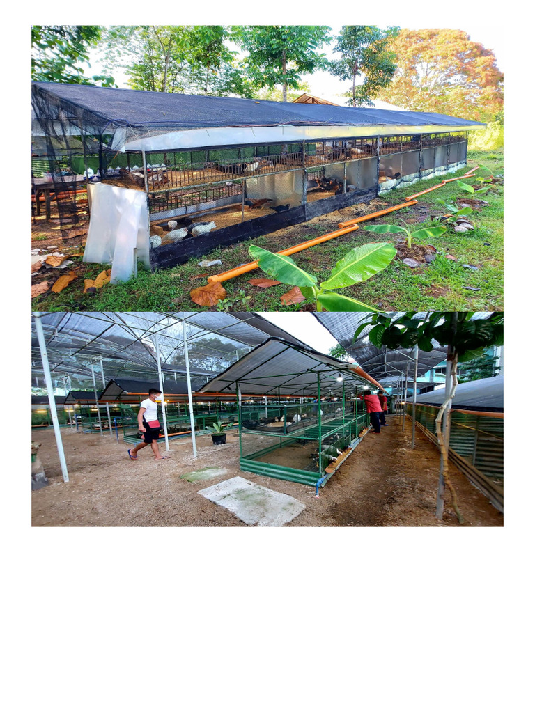 Farm Sample Chicken Pens | PDF