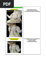 Muscle OIA | PDF | Vertebral Column | Vertebra