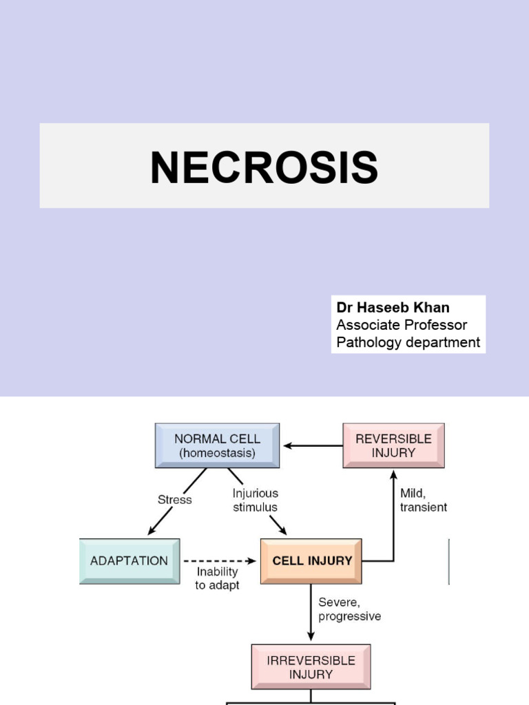 Necrosis | Download Free PDF | Necrosis | Kidney