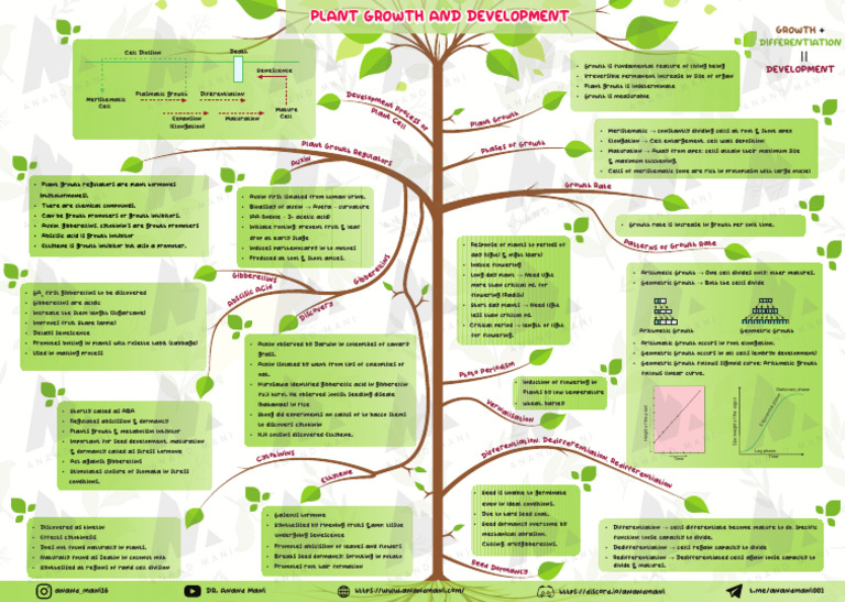 A15 Plant Growth and Development | PDF | Plant Hormone | Auxin