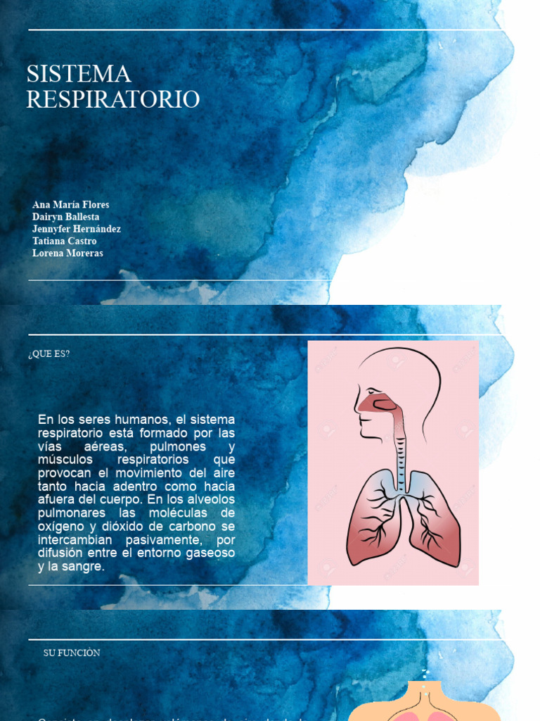 Guía del Sistema Respiratorio Humano | PDF | Sistema respiratorio | Pulmón