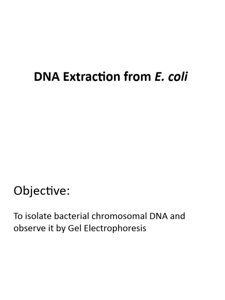 DNA Extraction From E. Coli | PDF | Agarose Gel Electrophoresis | Gel ...