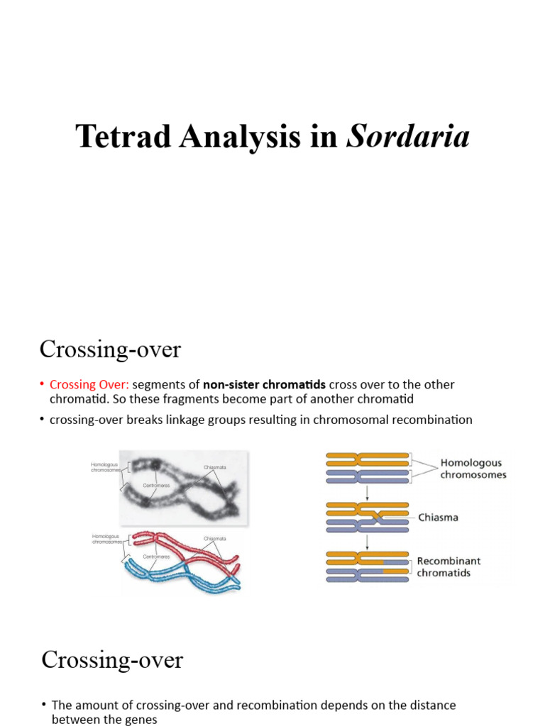 Tetrad Analysis in Sordaria | PDF | Meiosis | Ploidy