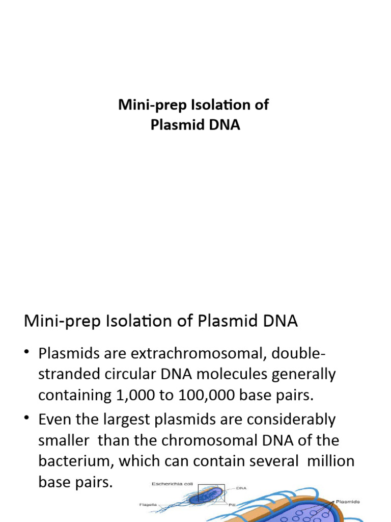 Mini-Prep Isolation of Plasmid DNA | PDF | Agarose Gel Electrophoresis ...