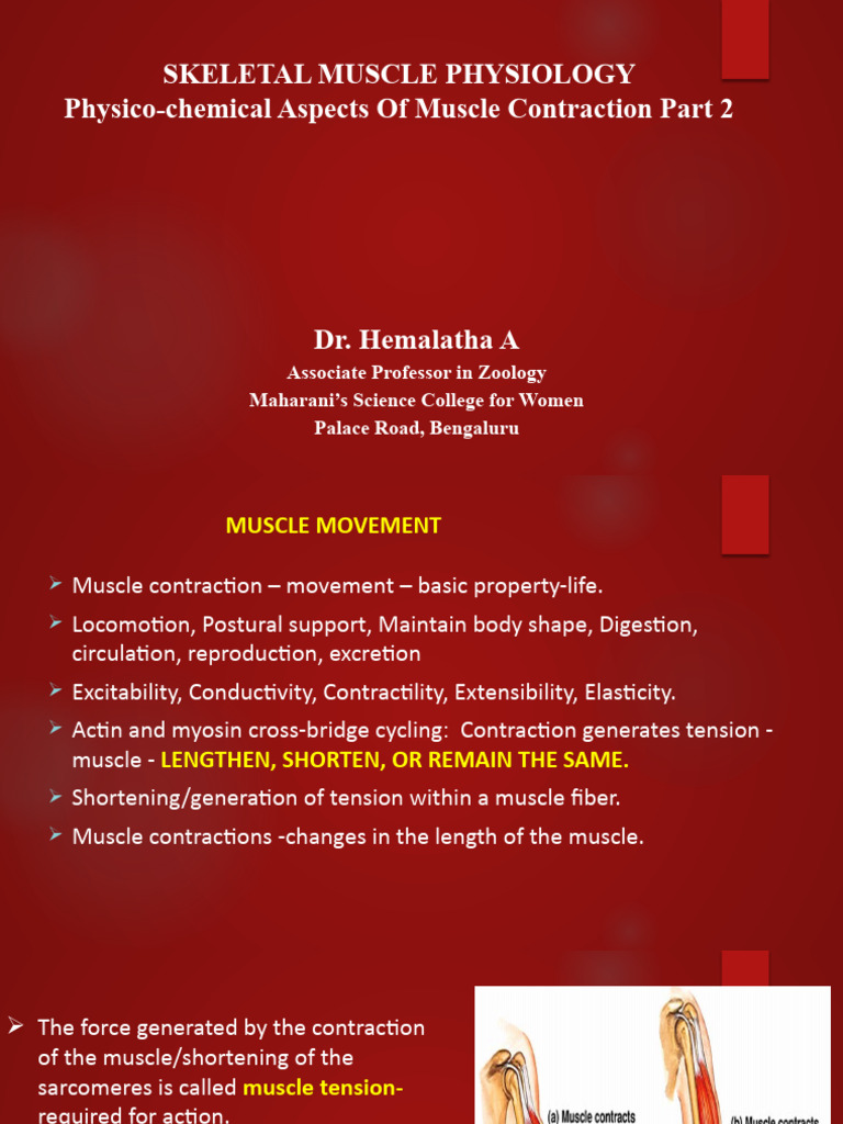 Physico - Chemical Aspects of Muscle Contraction Part 2 | PDF | Muscle Contraction | Skeletal Muscle