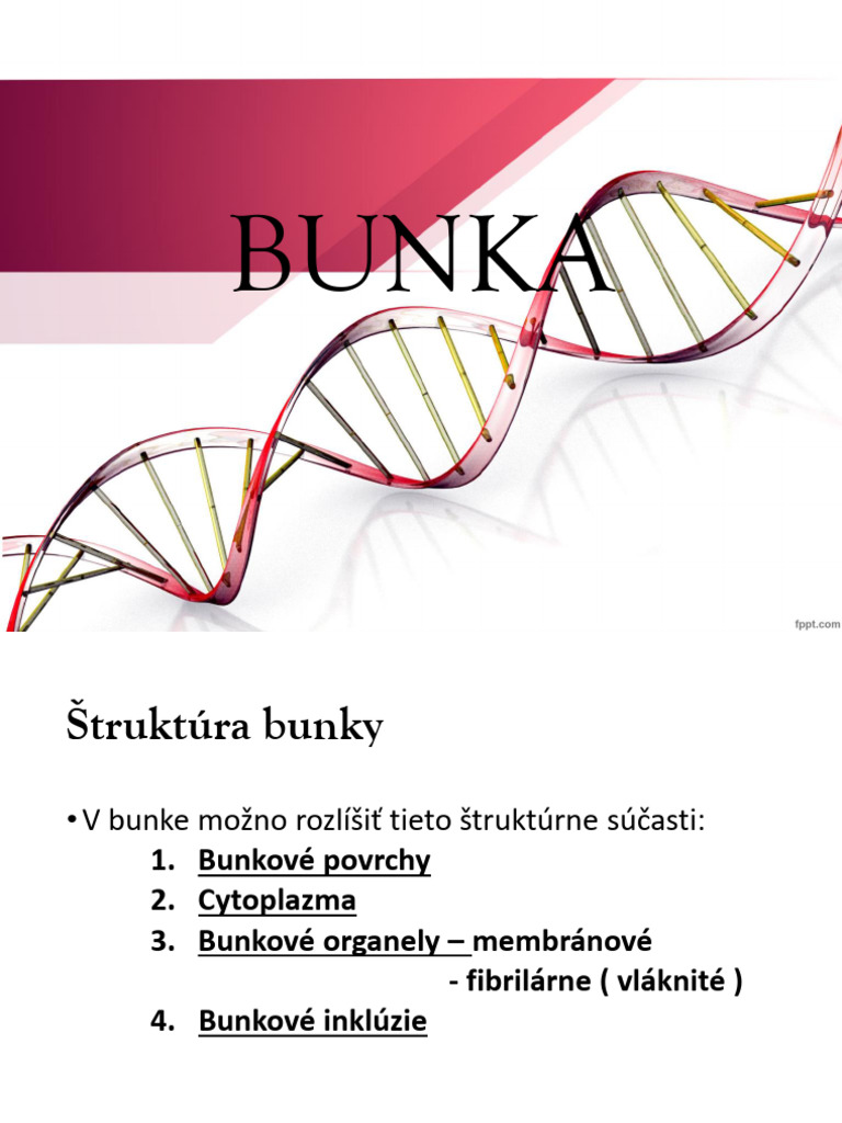 Bunka 1 | PDF