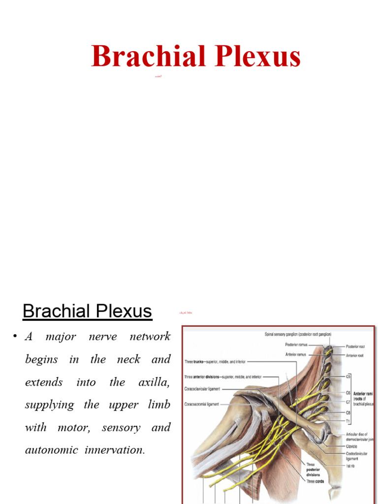 Brachial Plexus | PDF