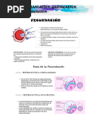 Atlas del Desarrollo Embrionario del Perro | PDF | Embrión | Procesos ...