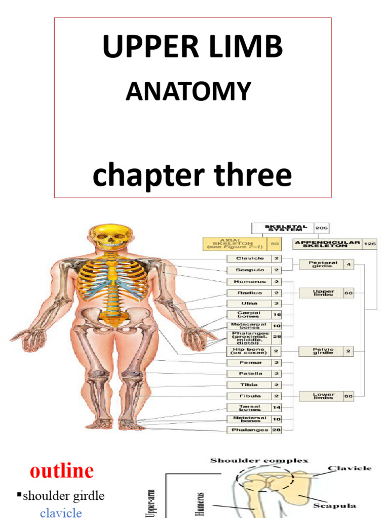 Chapter Tree Upper Limb Chapter | PDF | Elbow | Arm