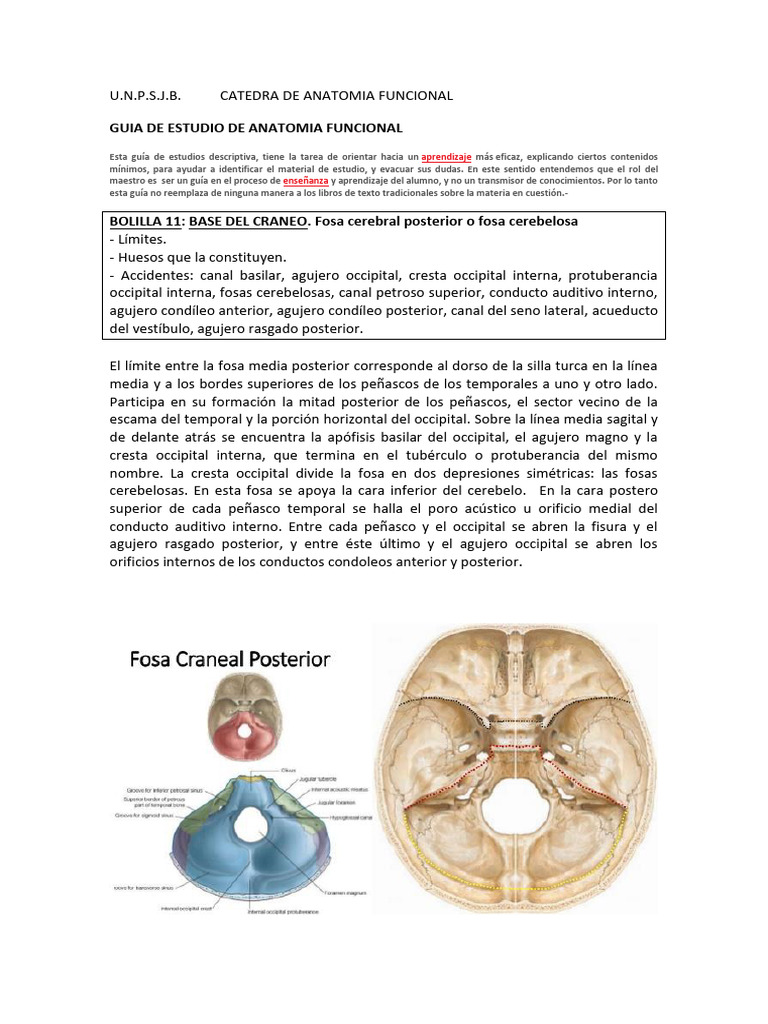 Guia de Estudio 11 - Fosa Craneal Posterior | PDF | Cabeza y cuello ...