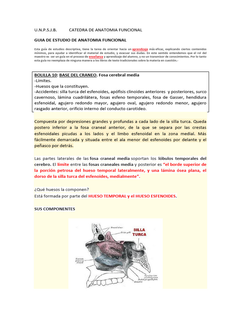 Guia de Estudio 10 - Fosa Craneal Media | PDF | Sistema esquelético ...