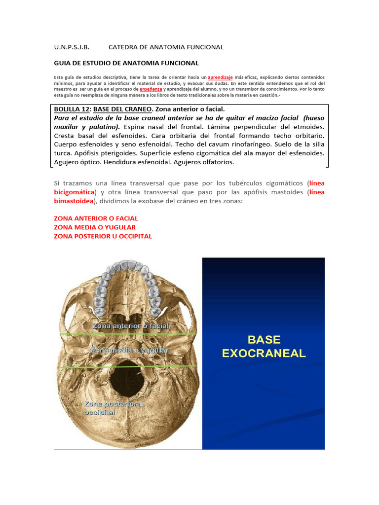 Guia de Estudio 12 - Base de Craneo. Region Facial | PDF | Anatomía ...