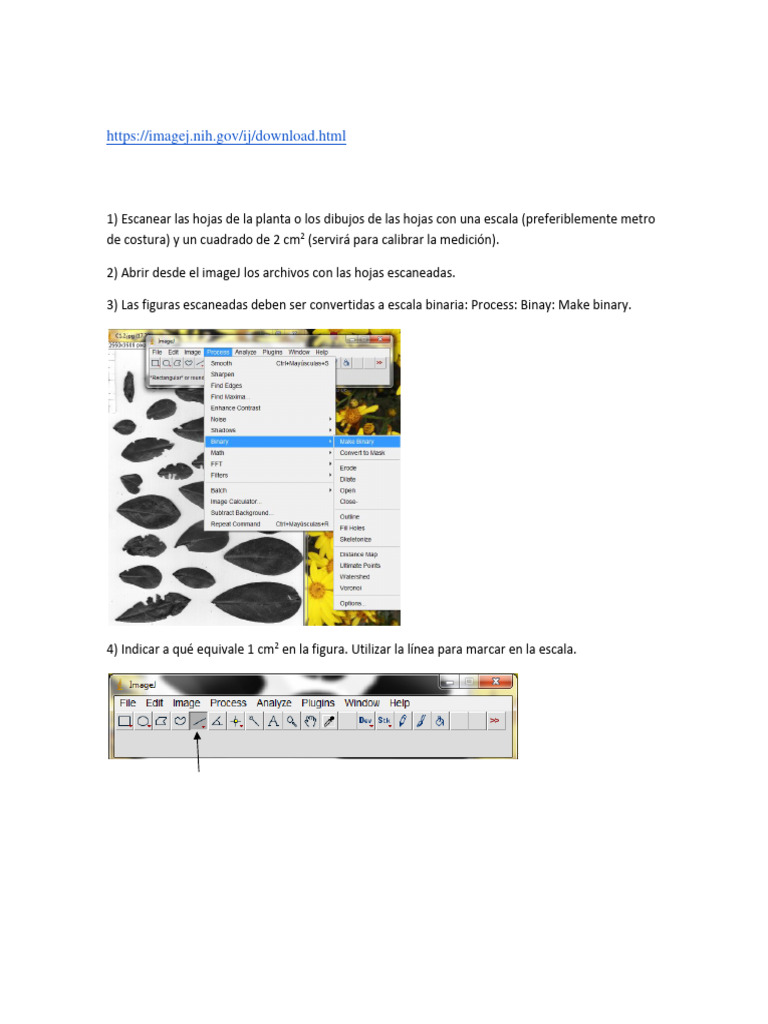 2.2. PROTOCOLO Imagej ESTE USAR Area de Hojas | PDF