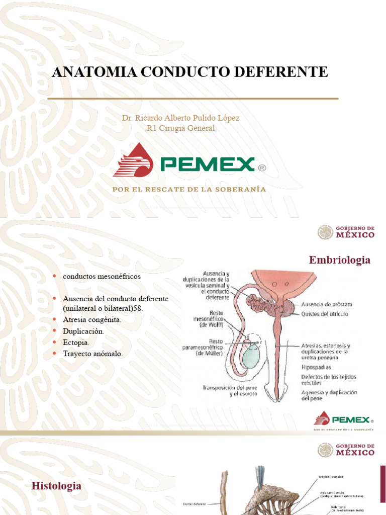 Anatomia Deferente | PDF | Sistema genitourinario | Anatomia animal