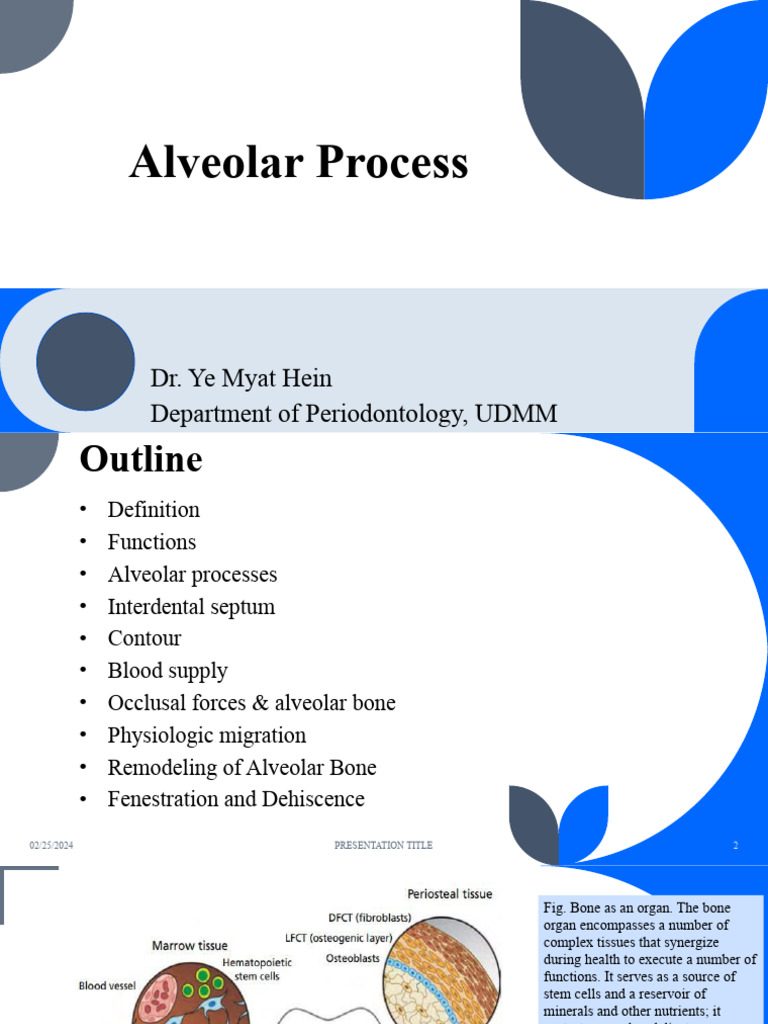 Alveolar Process | Download Free PDF | Bone | Osteoblast