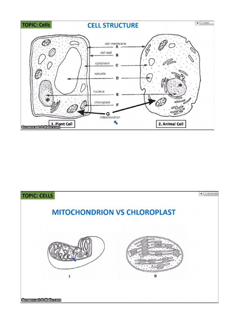 Csec Biology Diagrams-1 | PDF