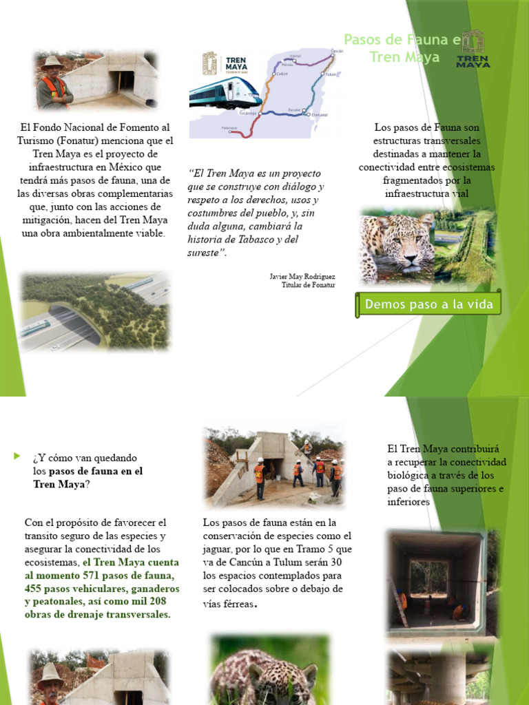 Pasos de Fauna en Tren Maya | PDF | Transporte | Entorno natural