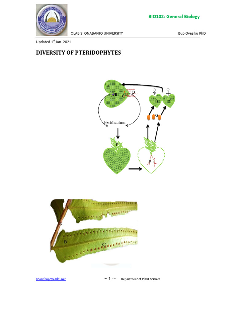 Reproduction and Diversity of Pteridophytes | PDF | Fern | Sexual ...