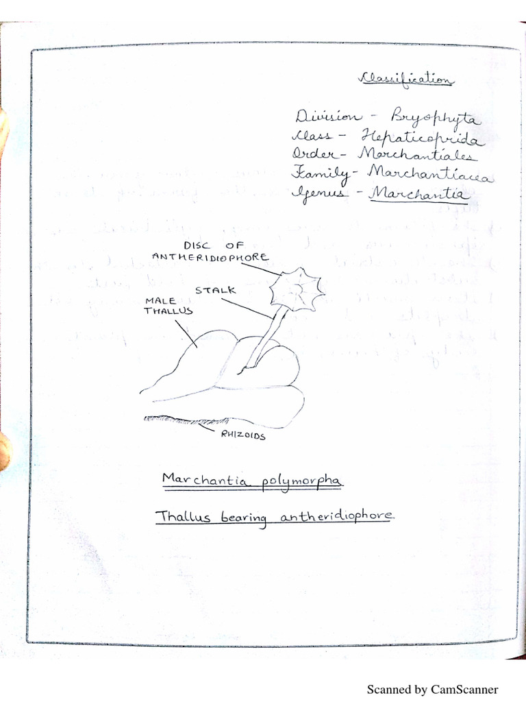Marchantia Diagram Handmade | PDF