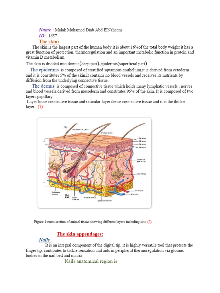 Structure of The Skin | Download Free PDF | Skin | Epithelium