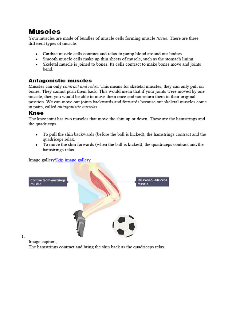 Muscles | PDF | Skeletal Muscle | Arm