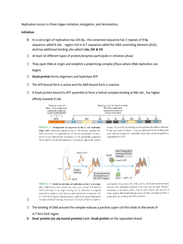 Basics of Replication | Download Free PDF | Dna Replication | Primer (Molecular Biology)