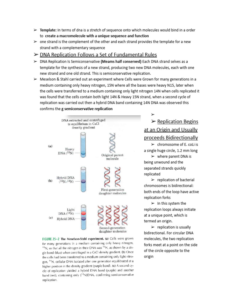 Molecular Concept On Replication | PDF | Dna Replication | Primer ...