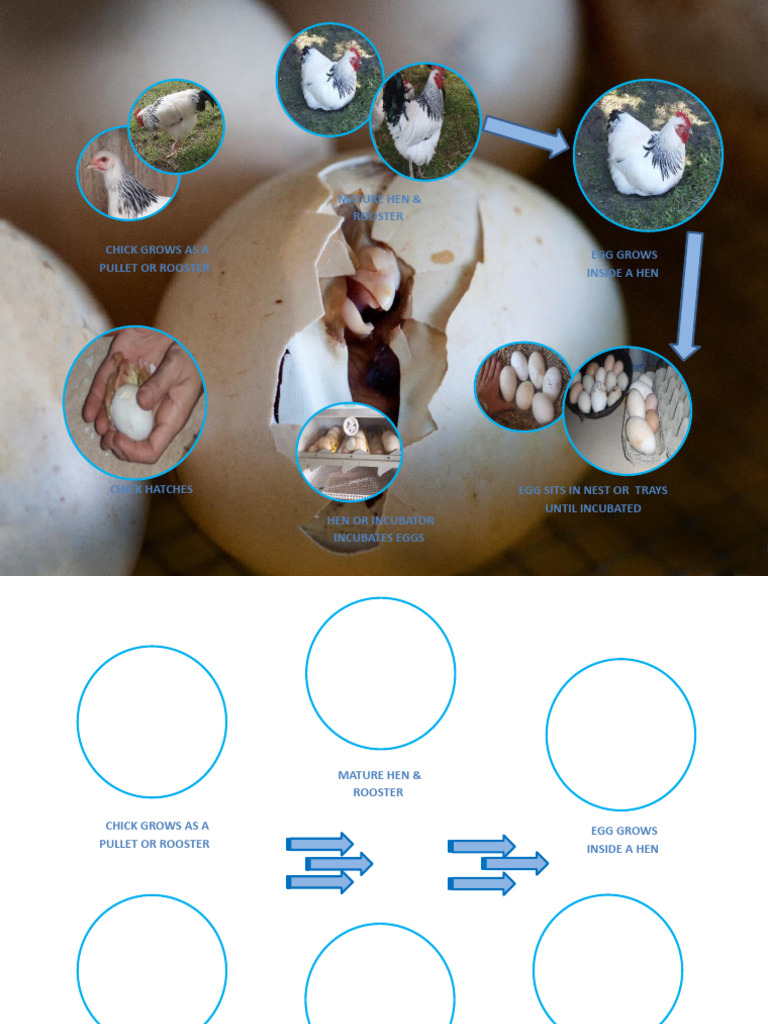 Life Cycle of Chicken Photo Inserts | PDF | Chicken | Egg