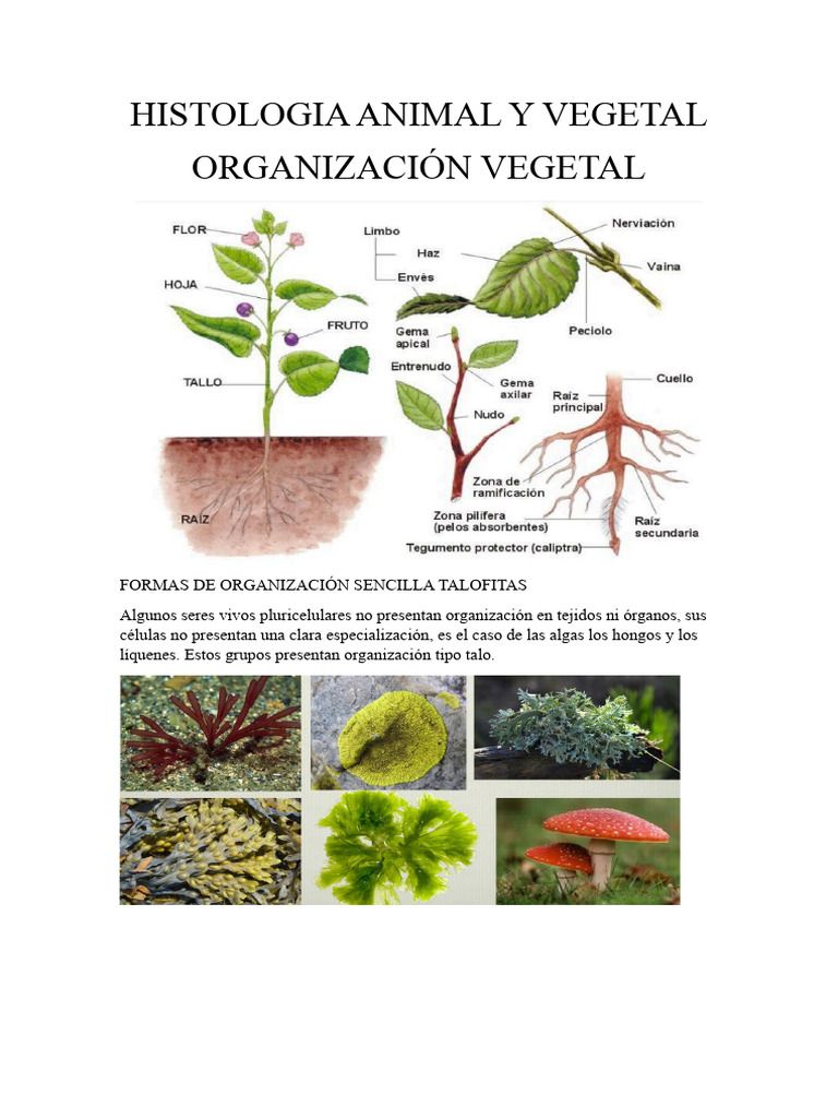 Talofitas y Cormofitas: Organización Vegetal | PDF