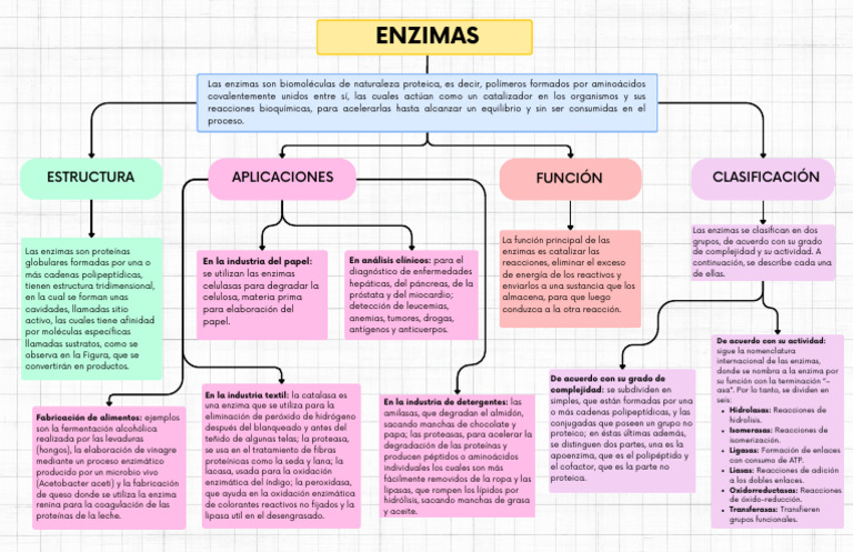 Enzimas - Mapa Conceptual | Descargar gratis PDF | Enzima | Proteínas