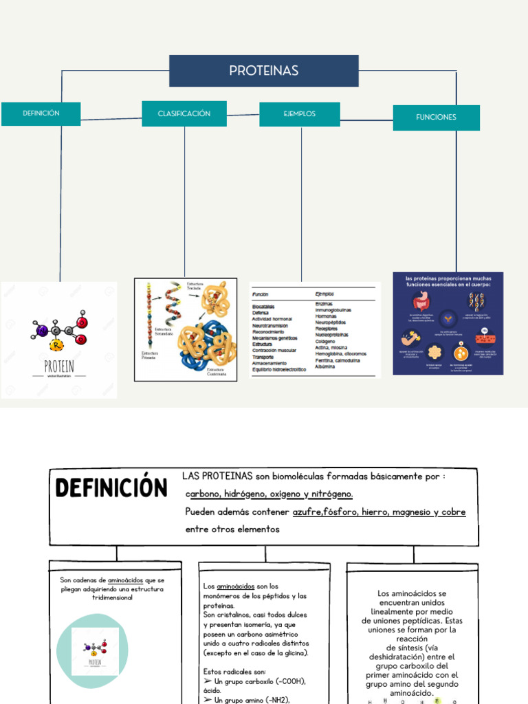Cartel Esquema Idea Principal y Secundaria Organizado Amarillo | PDF | Aminoácidos | Proteínas