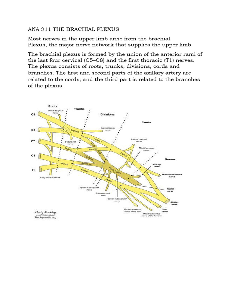 Ana 211 The Brachial Plexus | PDF | Arm | Limbs (Anatomy)