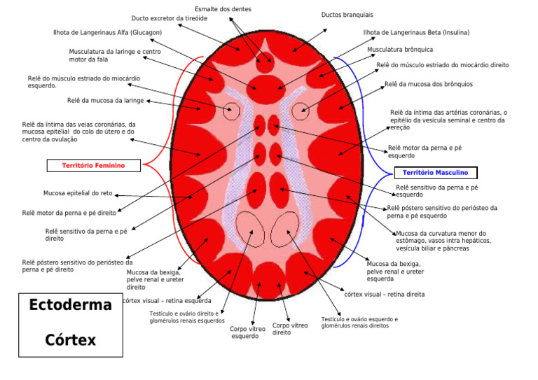 Carta Ectoderma | PDF