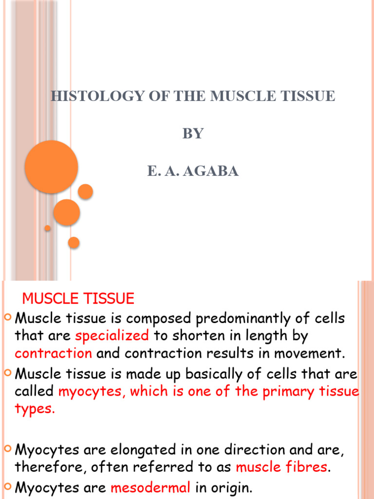 Ana 221 Muscle Tissue | PDF | Skeletal Muscle | Muscle Contraction