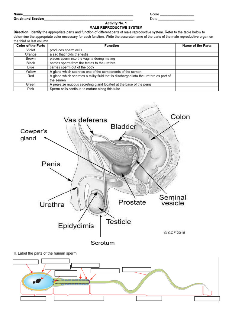 Male Reproductive Organ Activity 1 PDF | PDF
