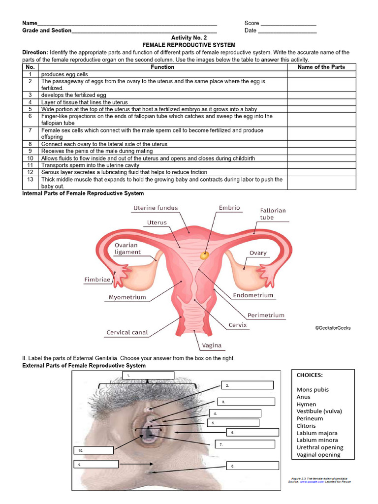 Female Reproductive Organ Activity 2 | PDF | Reproductive System | Labia