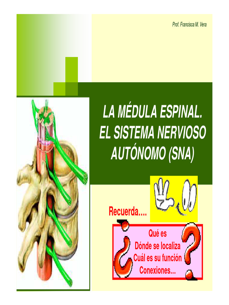 3.1. LA MÉDULA ESPINAL y EL SNA - PPT (Modo de Compatibilidad) | PDF ...