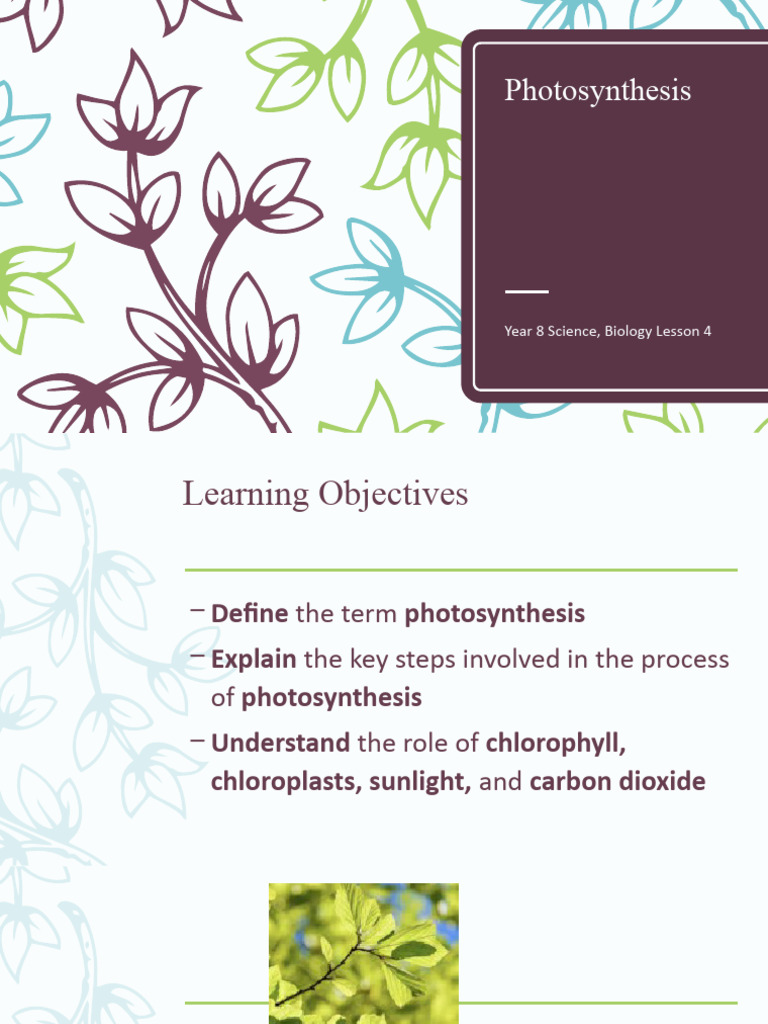 Photosynthesis in Plant Structures | PDF | Photosynthesis | Plants
