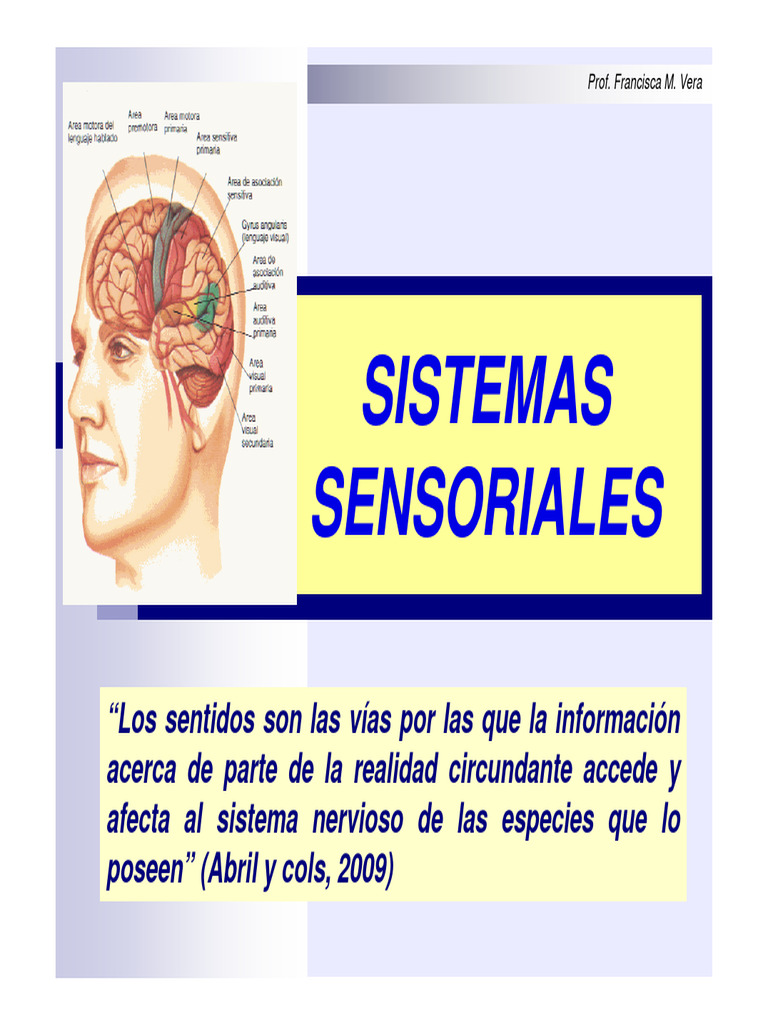 8.sistemas Sensoriales | Descargar gratis PDF | Sistema somatosensorial ...