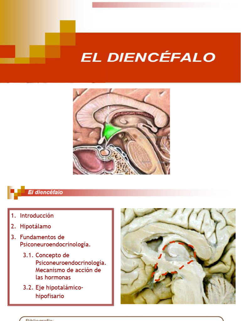 El Diencefalo | PDF | Hipotálamo | Glándula pituitaria