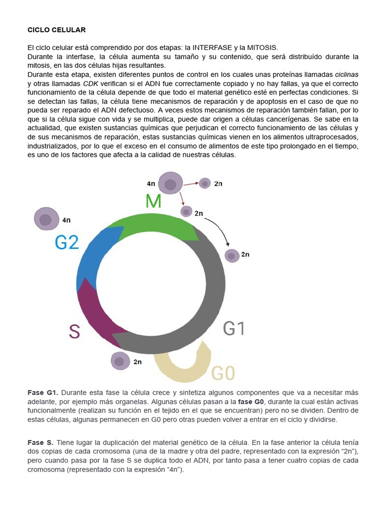 Ciclo Celular: Interfase y Mitosis | PDF | Mitosis | Ciclo celular