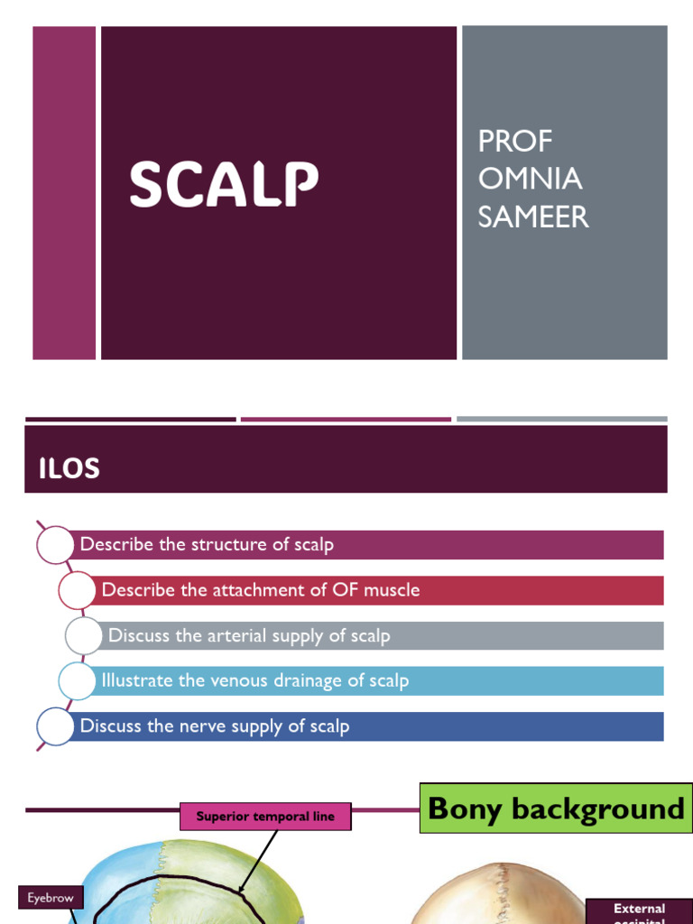Scalp Anatomy: Structure, Supply, and Nerves | PDF | Human Head And ...