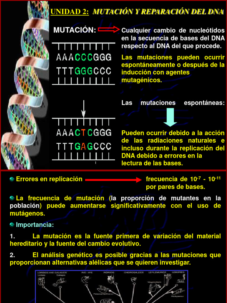Mutaciones: Tipos y Reparación | PDF | Mutageno | Adn