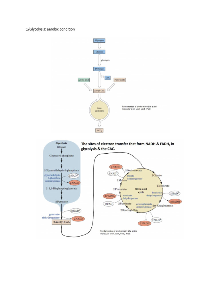 Biochem | PDF | Electron Transport Chain | Physiology