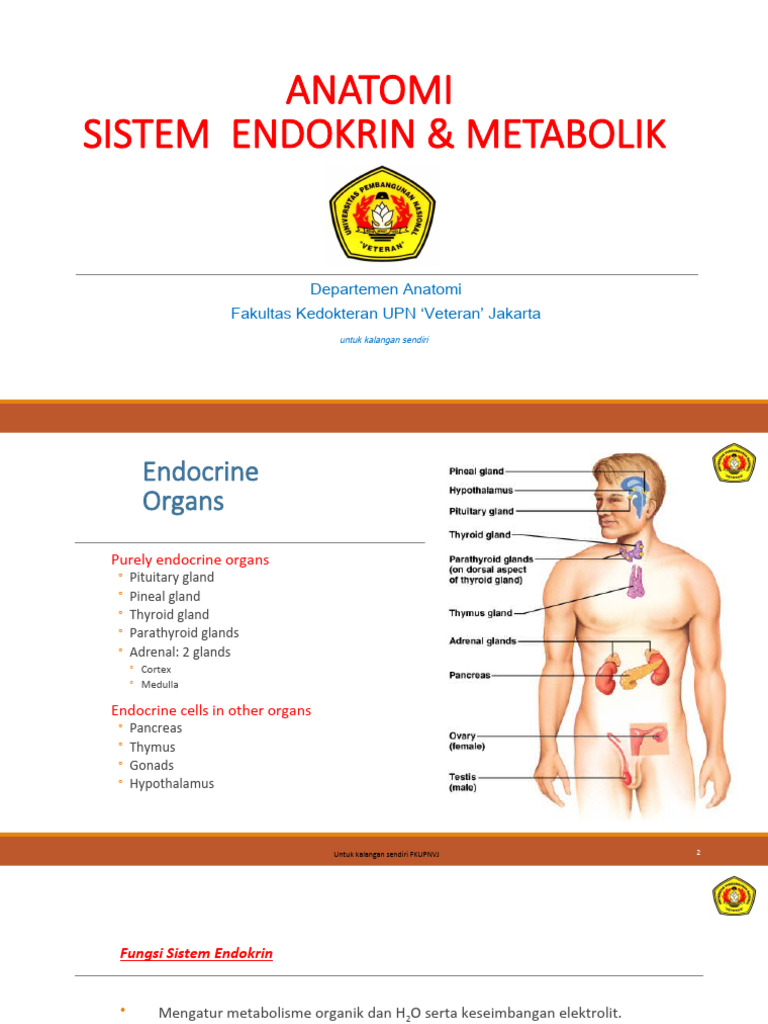 Intro Lab Act Anatomi ENDOKRIN | PDF
