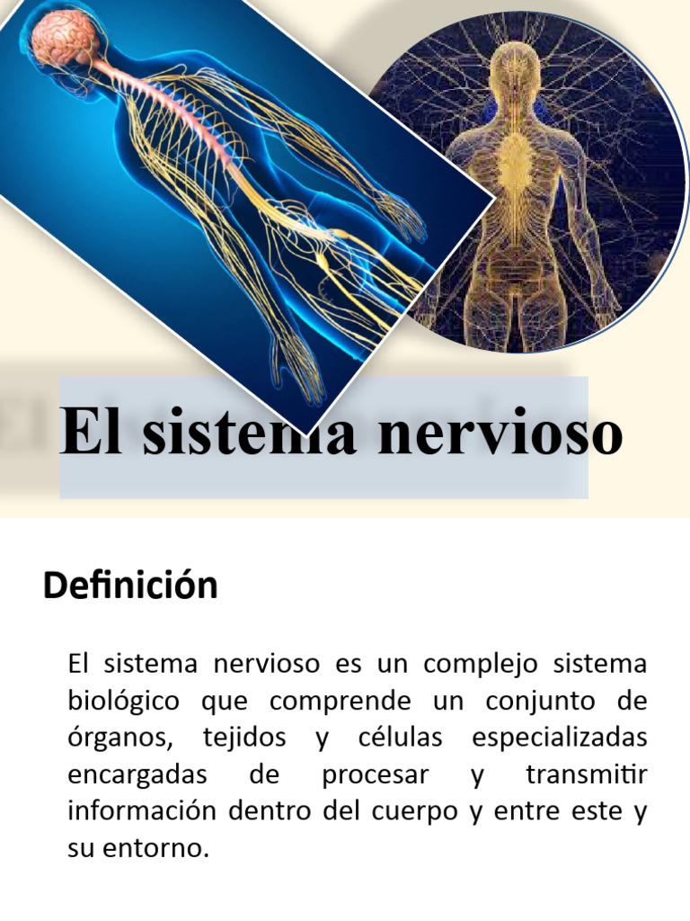 El Sistema Nervioso | PDF | Cerebro | Sistema nervioso