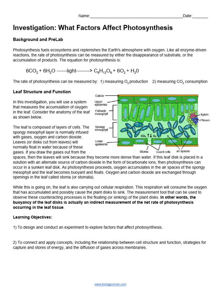 (Lab) Photosynthesis - Leaf Discs | PDF | Photosynthesis | Stoma