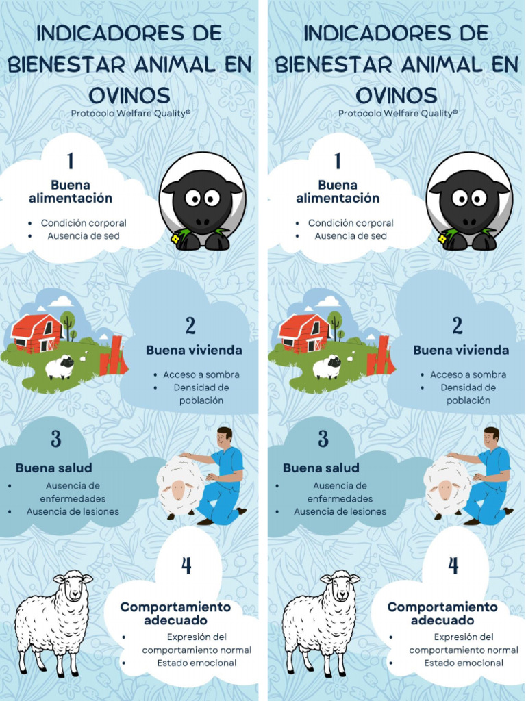 Infografia Ovejas | PDF