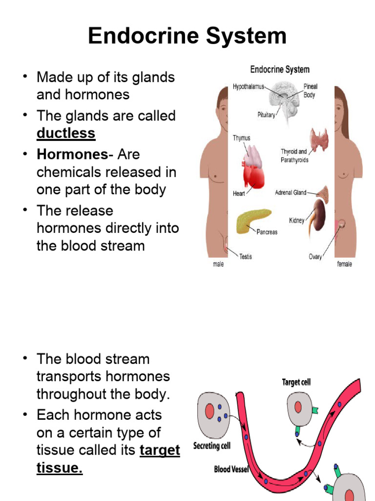 Endocrine System | PDF
