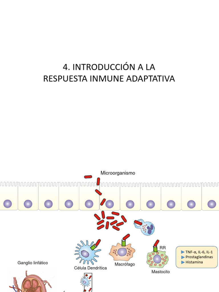 04 Respuesta Inmune Adaptativa | Descargar gratis PDF | Linfocitos | Célula T